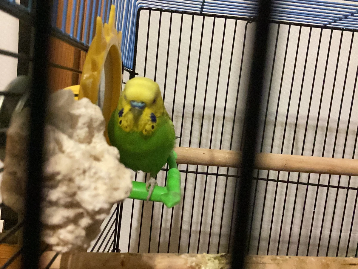 Ozzy | Squidal Inc Wiki | Fandom