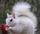 Albino Squirrels | Squirrel Wiki | Fandom