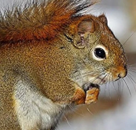 Japanese Dwarf Flying Squirrel | Squirrel Wiki | Fandom