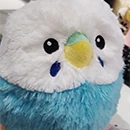Budgie | Squishable Lore Wiki | Fandom