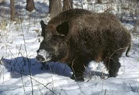 Dzik | Średniowieczna Gierka Wiki | Fandom