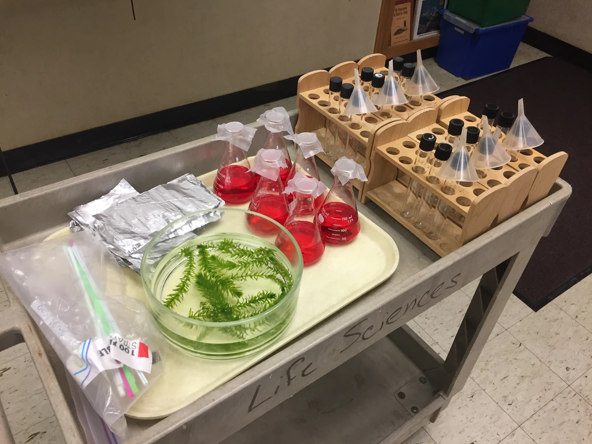 Bio 16 Photosynthesis Lab | SRJCBiologyBeckonsYou Wikia | Fandom