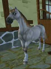 Andalusier | Star Stable Wiki | Fandom