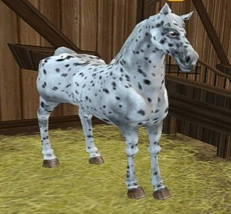 Appaloosa | Star Stable Wiki | Fandom