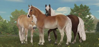 Haflinger | Star Stable Wiki | Fandom