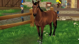 H&M All In | Star Stable Wiki | Fandom