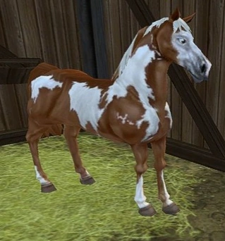 American Paint Horse | Star Stable Wiki | Fandom
