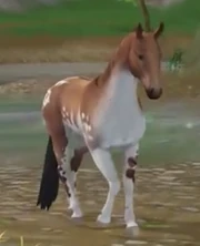 Tellina | Star Stable Wiki | Fandom