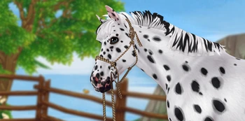 Appaloosa | Star Stable Wiki | Fandom
