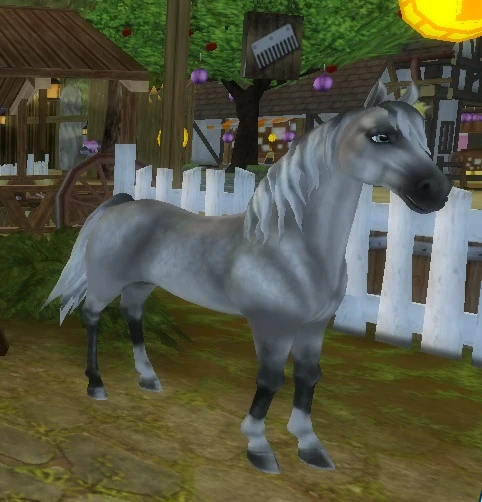Morgan | Star Stable Wiki | Fandom
