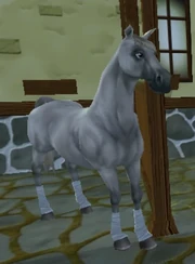 Trakehner | Star Stable Wiki | Fandom