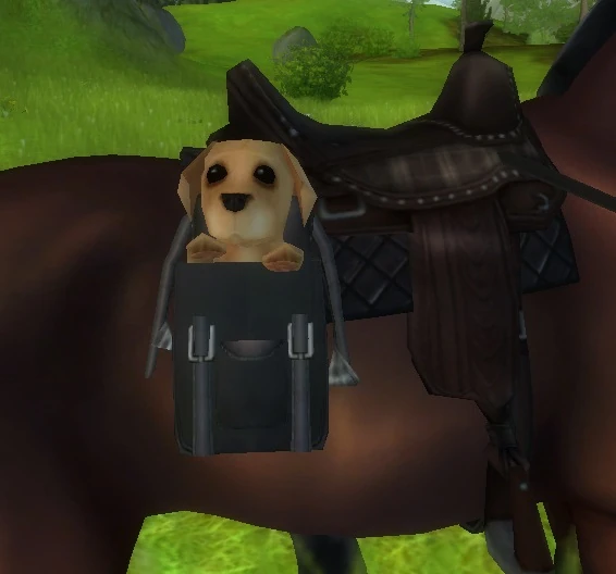 Haustier | Star Stable Wiki | Fandom