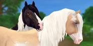 Irish Cob | Star Stable Wiki | Fandom