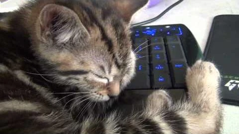 Mr. Meowgi | SSoHPKC Wikia | Fandom