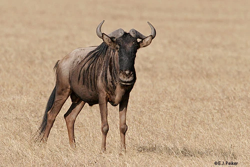 Gnu | Bager Wiki | Fandom