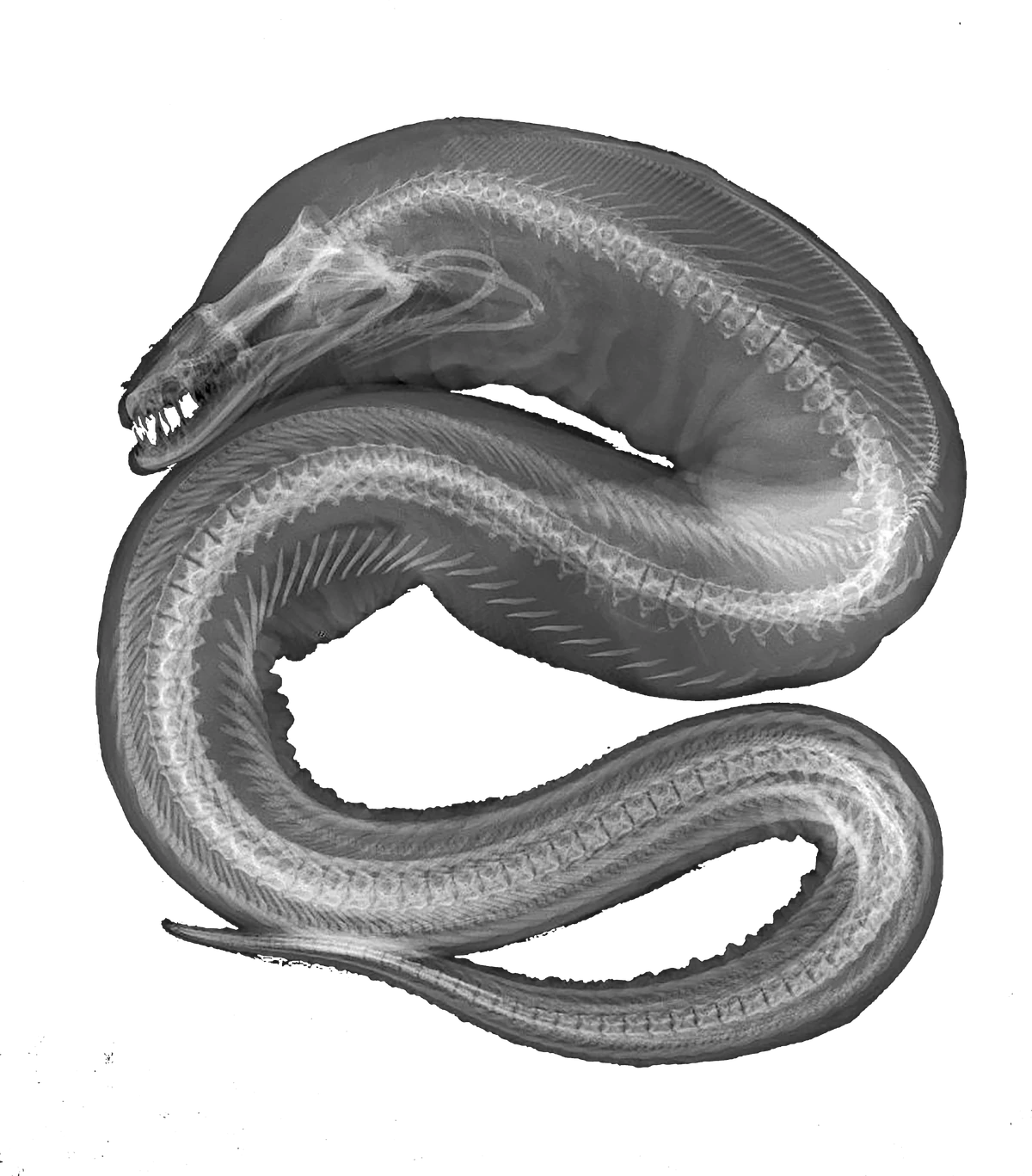 Left Hand | SSTWL Wiki | Fandom