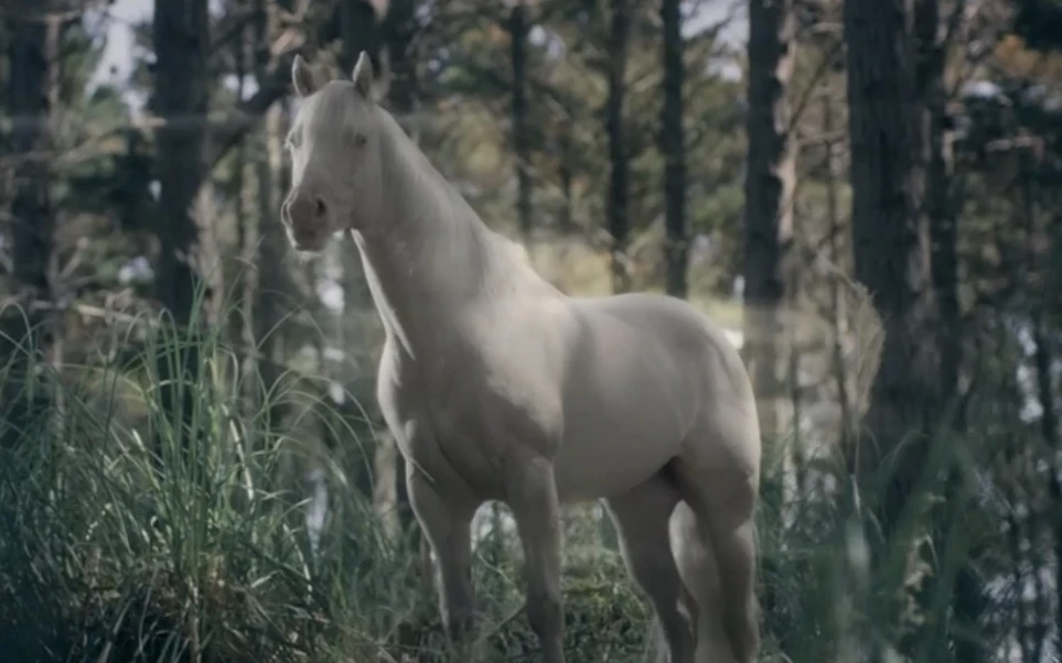 The Outsider | Stacy Gregg Wiki | Fandom