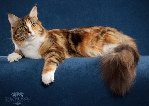 Solaris | Stages of Awakening Wiki | Fandom