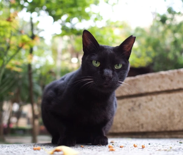 Ravenstar | Stages of Awakening Wiki | Fandom