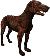 Blind dog | S.T.A.L.K.E.R. Wiki | Fandom