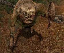 Carne | Wiki STALKER | Fandom