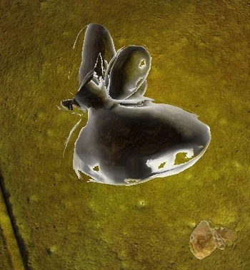 Goldfish | S.T.A.L.K.E.R. Wiki | Fandom