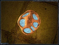 Steinblume | Stalker Wiki | Fandom