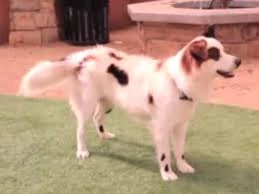 Mick | Wiki Stan, el perro bloguero | Fandom