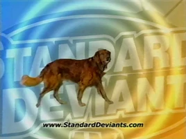 Standard Deviants TV | The Standard Deviants Wiki | Fandom