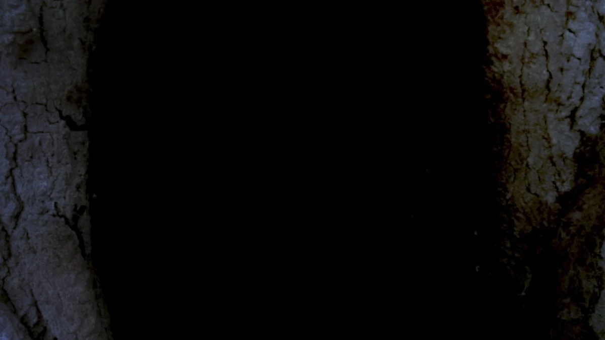 41. Third Opinion | Stan Frederick Wiki | Fandom