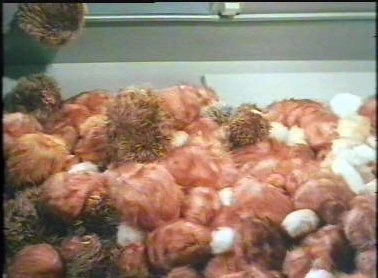 Tribbles (Star Trek) | Star Chart Wiki | Fandom