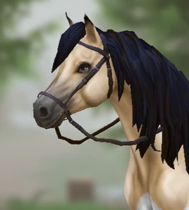 Pintabian | Star Equestrian Wiki | Fandom