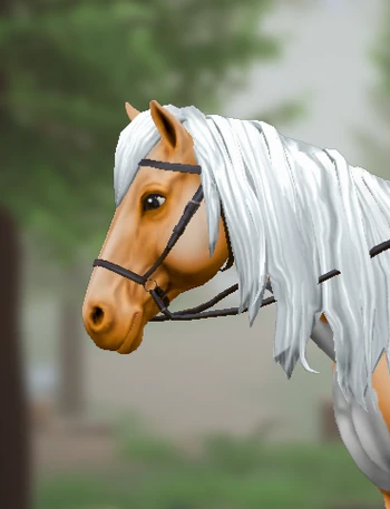 Dark Bay Aussie | Star Equestrian Wiki | Fandom