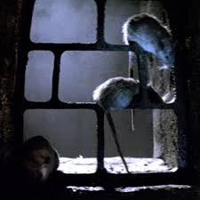 Tatooine Mice | Star Wars Animal Wiki | Fandom