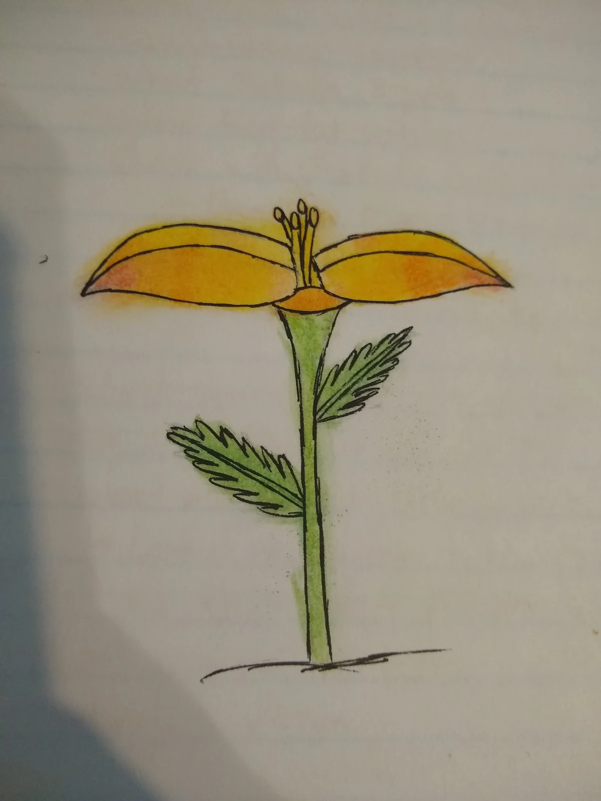 Summerhawk (Plant) | Star Wars RPG: Summerhawk Saga Wiki | Fandom