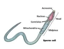 Sperm | Star Wars: The Lost Galaxy Wiki | Fandom