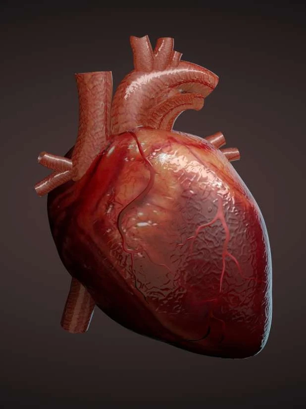 Heart | Star Wars: The Lost Galaxy Wiki | Fandom