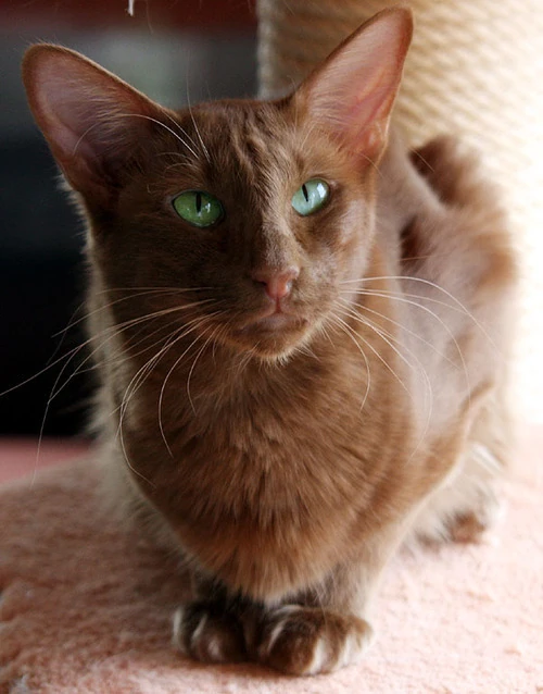 Talonpaw | StarClan’s Destiny Wiki | Fandom