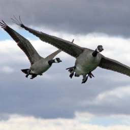 Wild Goose | Starcom: Nexus Wiki | Fandom