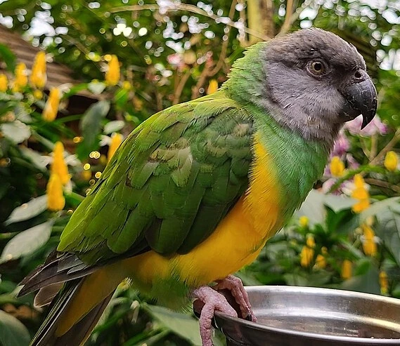 Parrot | Star-Crossed (Comic) Wiki | Fandom