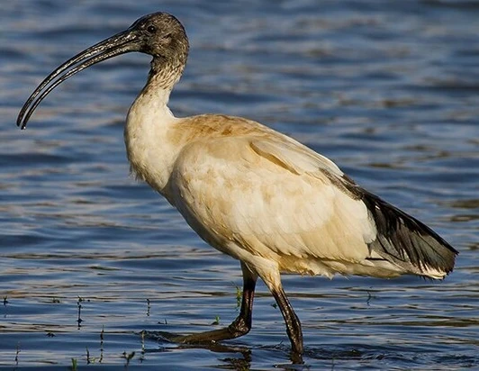 Ibis | Star-Crossed (Comic) Wiki | Fandom