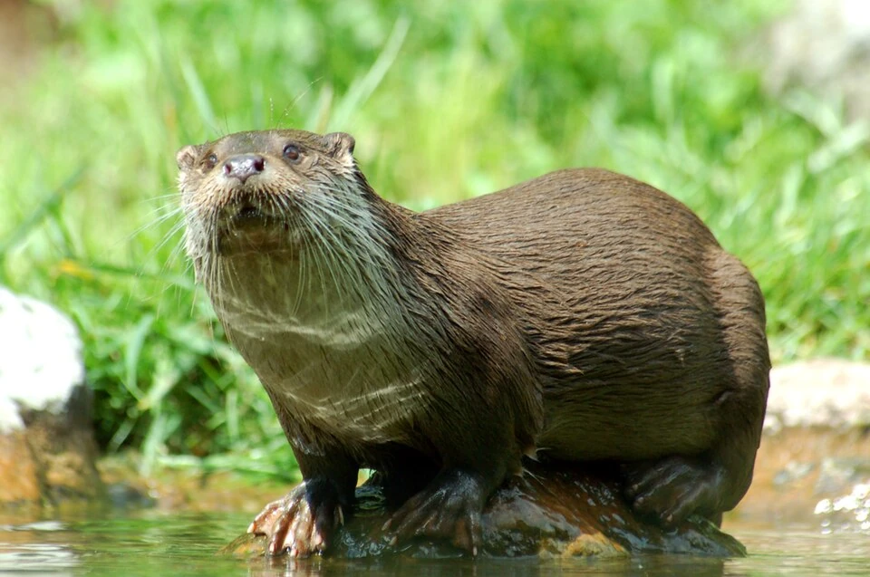Otter | Star-Crossed (Comic) Wiki | Fandom