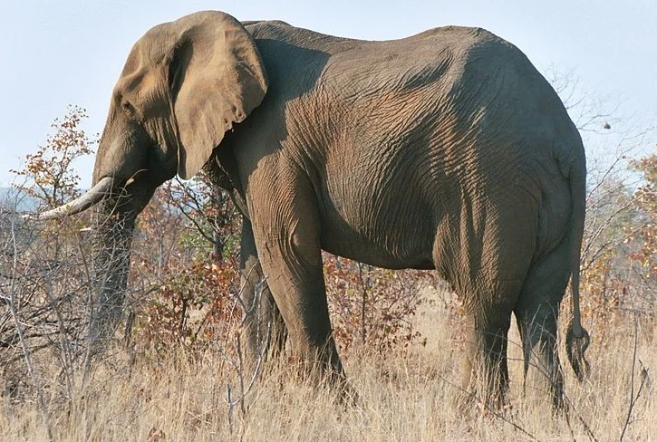 Elephant | Star-Crossed (Comic) Wiki | Fandom