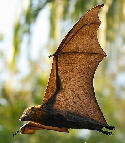 Bat | Star-Crossed (Comic) Wiki | Fandom