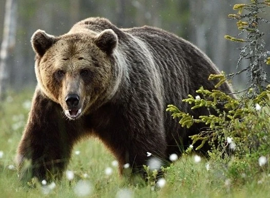 Bear | Star-Crossed (Comic) Wiki | Fandom