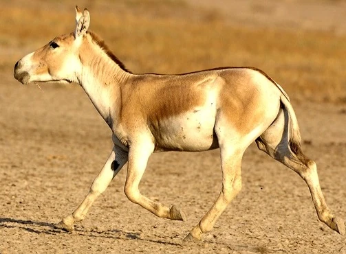 Onager | Star-Crossed (Comic) Wiki | Fandom