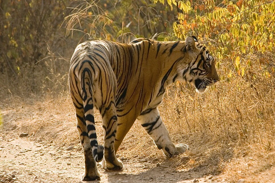 Tiger | Star-Crossed (Comic) Wiki | Fandom