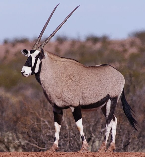 Oryx | Star-Crossed (Comic) Wiki | Fandom