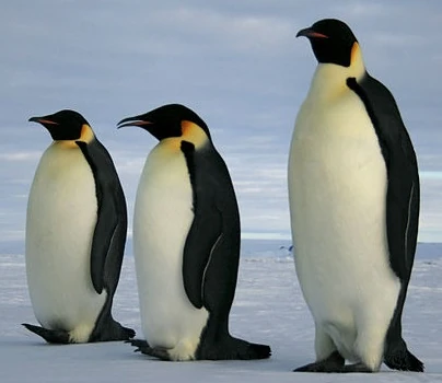 Penguin | Star-Crossed (Comic) Wiki | Fandom