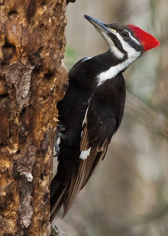 Woodpecker | Star-Crossed (Comic) Wiki | Fandom